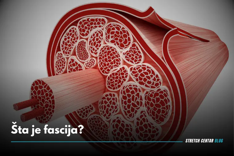 Šta je fascija? | Stretch Centar blog